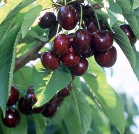 Our Scholars | Nuffield Farming Scholarships